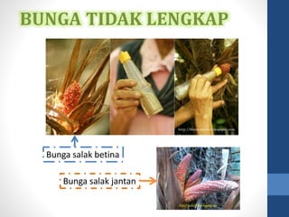 Bunga | PPT
