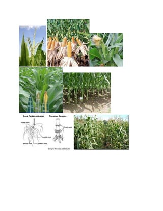 gambar gambar bunga seperti bunga jagung bunga telang | DOCX
