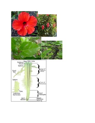 gambar gambar bunga seperti bunga jagung bunga telang | PDF