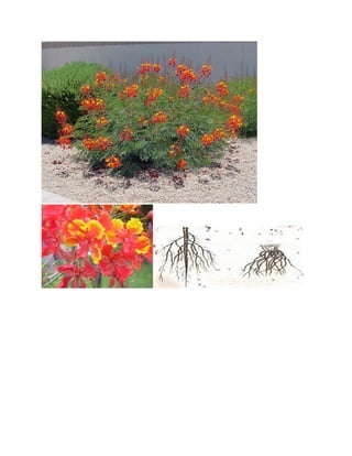 gambar gambar bunga seperti bunga jagung bunga telang | PDF