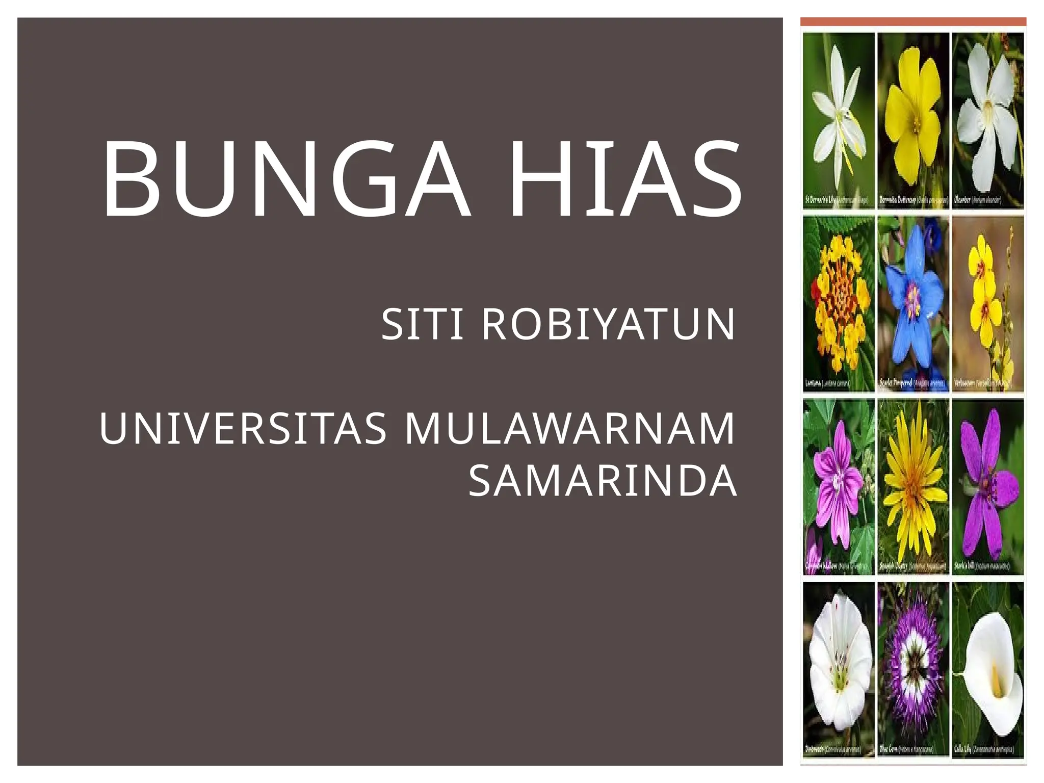 macam bunga hias yang ada di indonesia siti robiyatun | PPTX