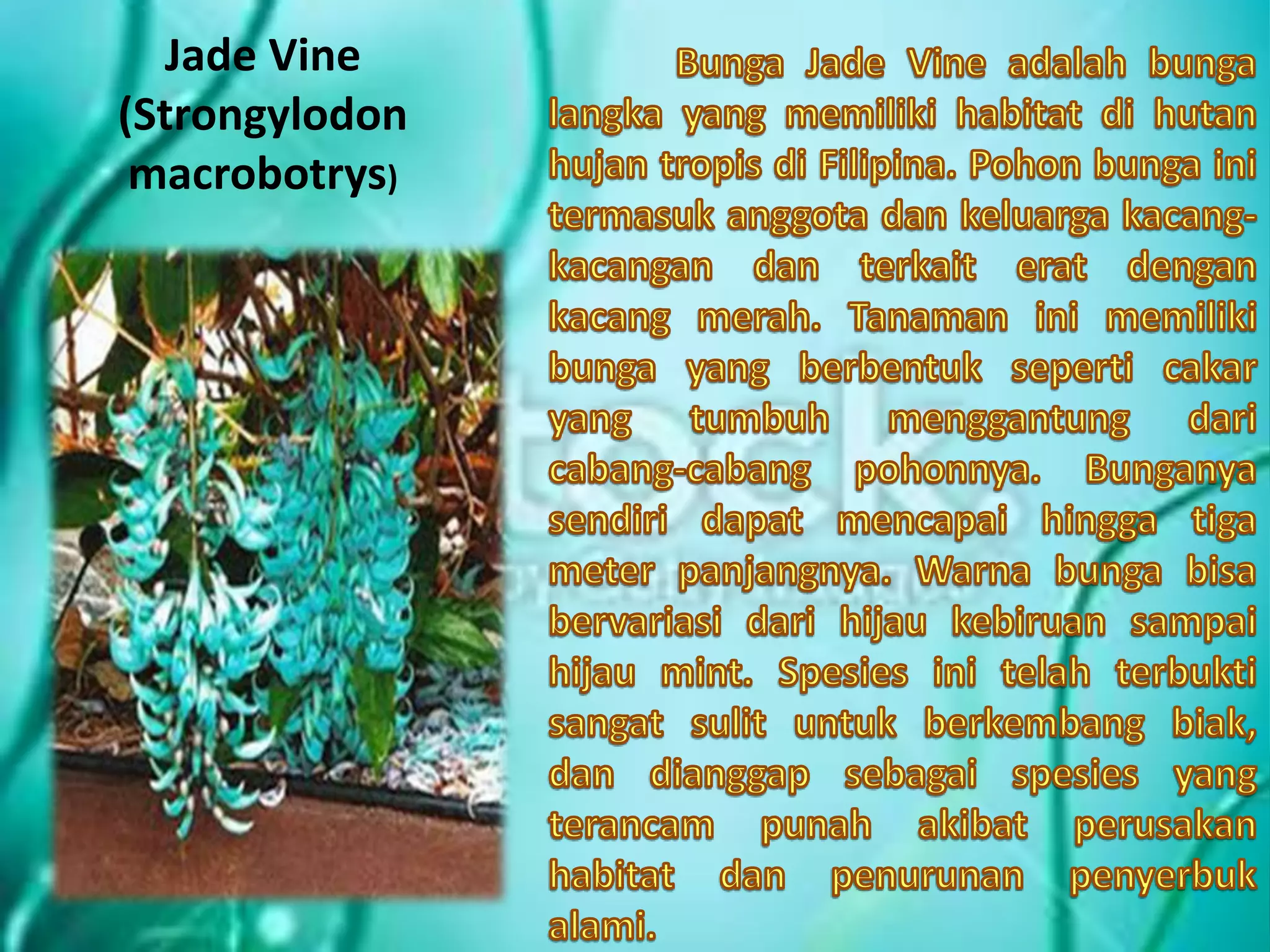 Bunga-bunga Langka di Dunia | PPT