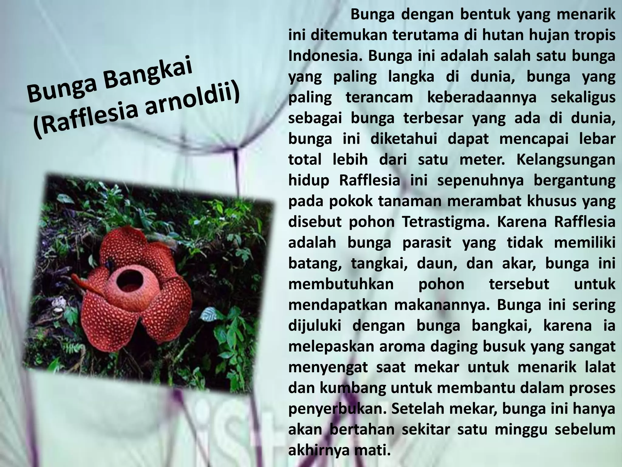 Bunga-bunga Langka di Dunia | PPT