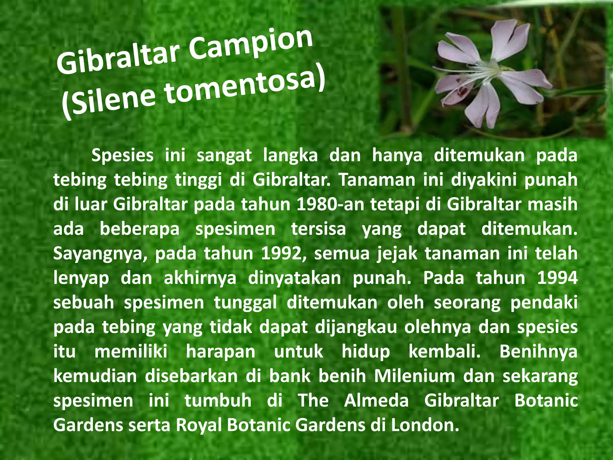 Bunga-bunga Langka di Dunia | PPT