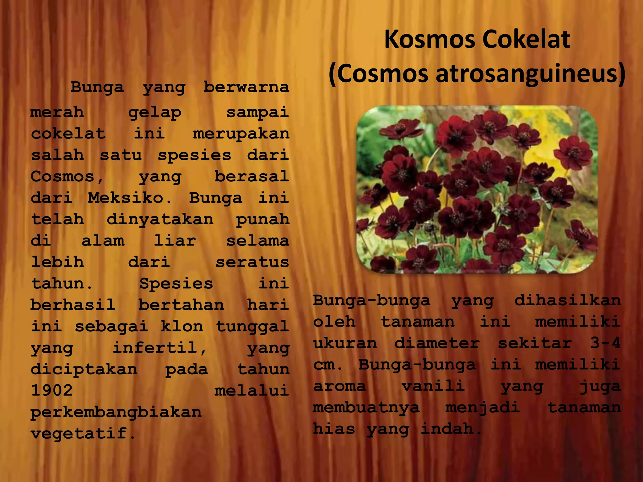 Bunga-bunga Langka di Dunia | PPT