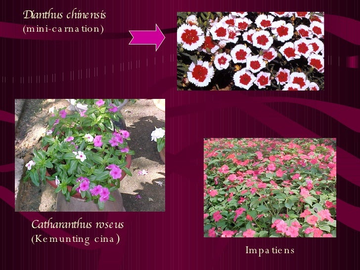 27+ Contoh Tanaman Bunga Semusim Terbaik - Informasi Seputar Tanaman Hias