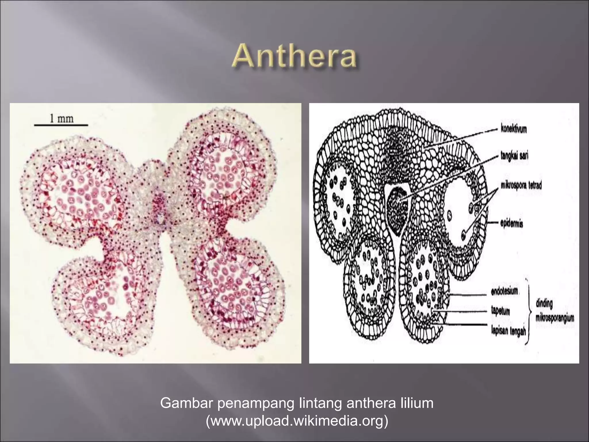 Bunga_bag_fertil.ppt