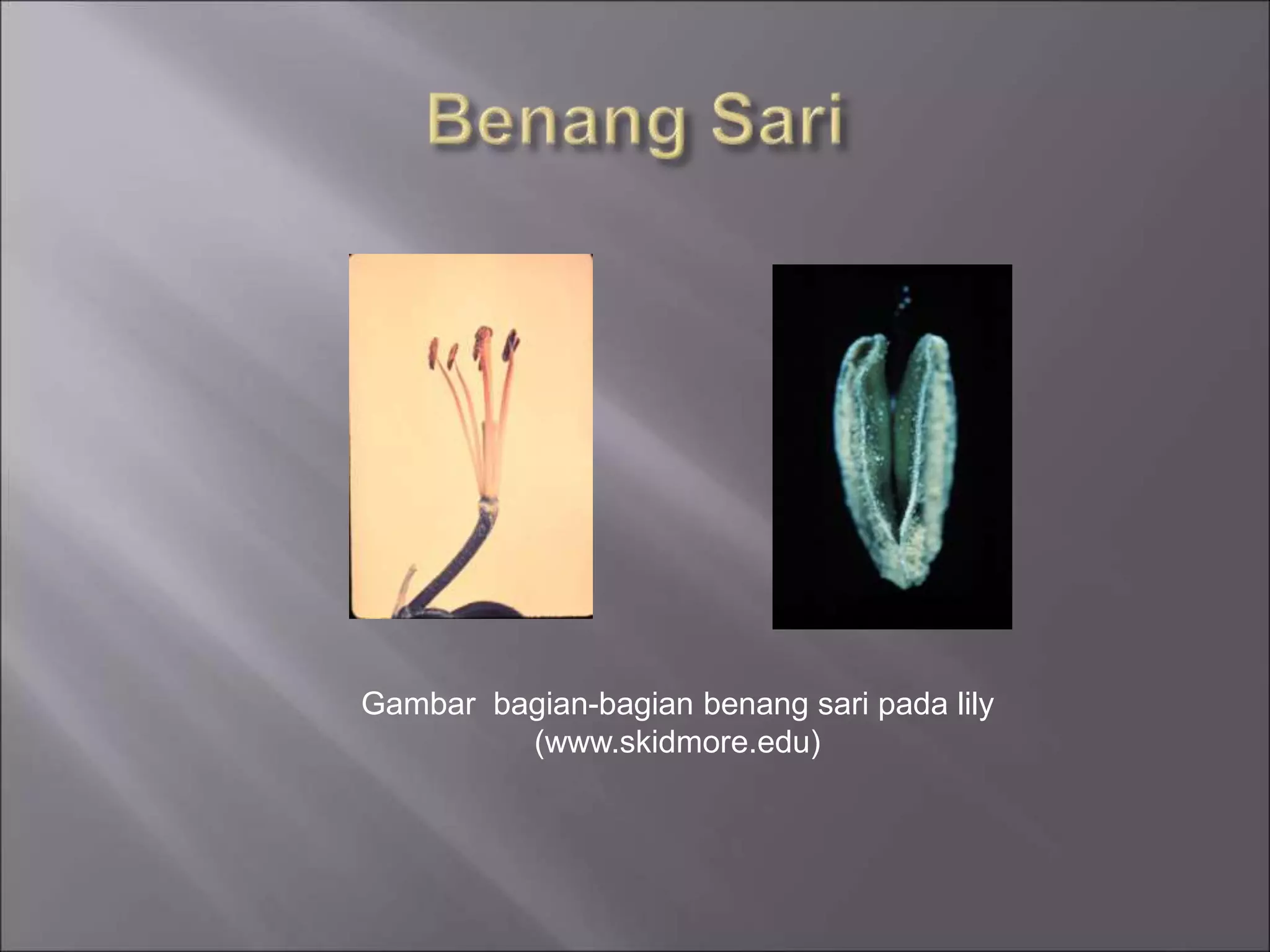 Bunga_bag_fertil.ppt