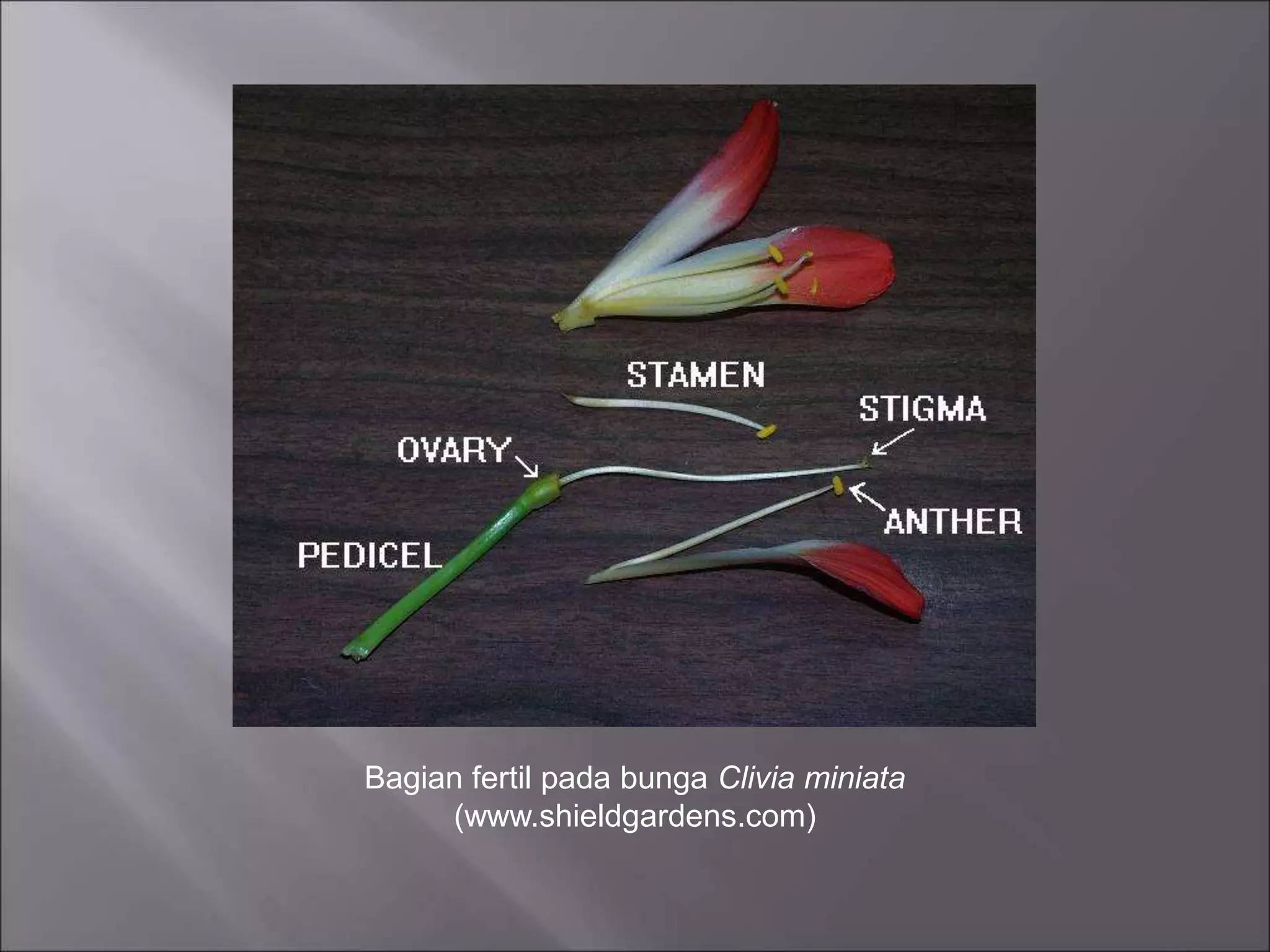 Bunga_bag_fertil.ppt