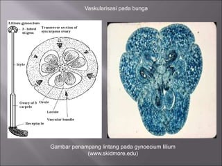 Bunga_bag_fertil.ppt