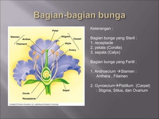 Bunga_bag_fertil.ppt