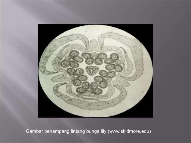 Bunga_bag_fertil.ppt