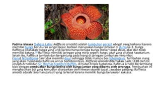 bunga dan tanaman nasional MATERI KELAS 6.pptx