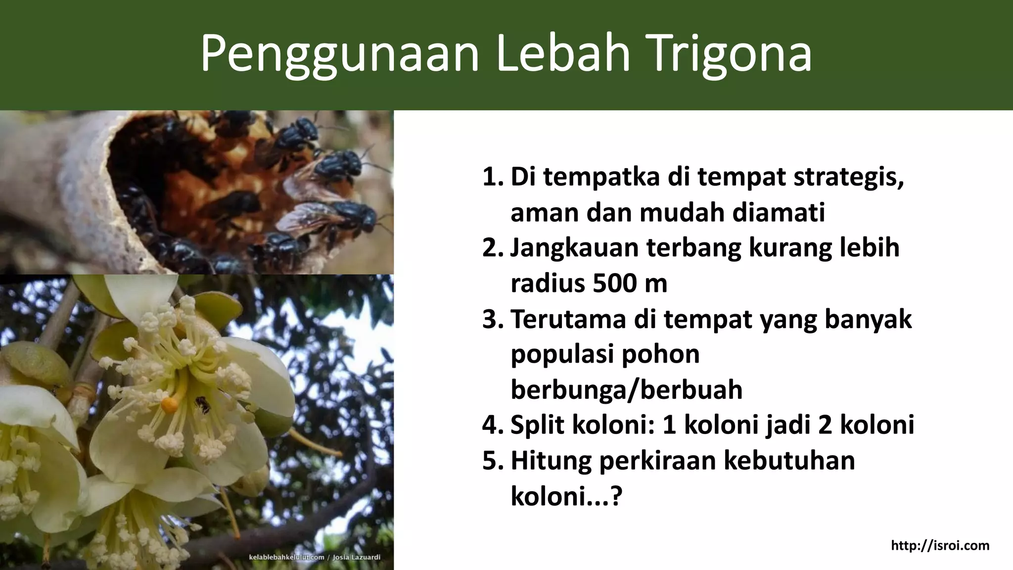 bunga durian 2.pdf