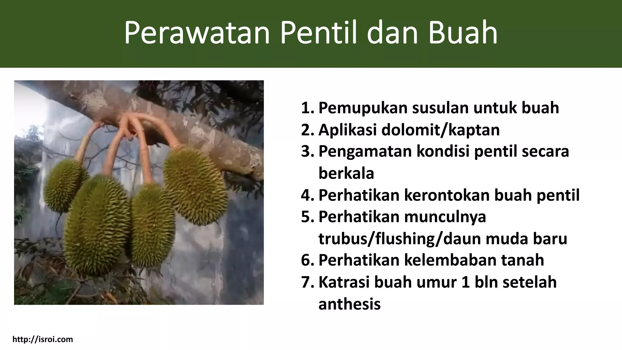 bunga durian 2.pdf