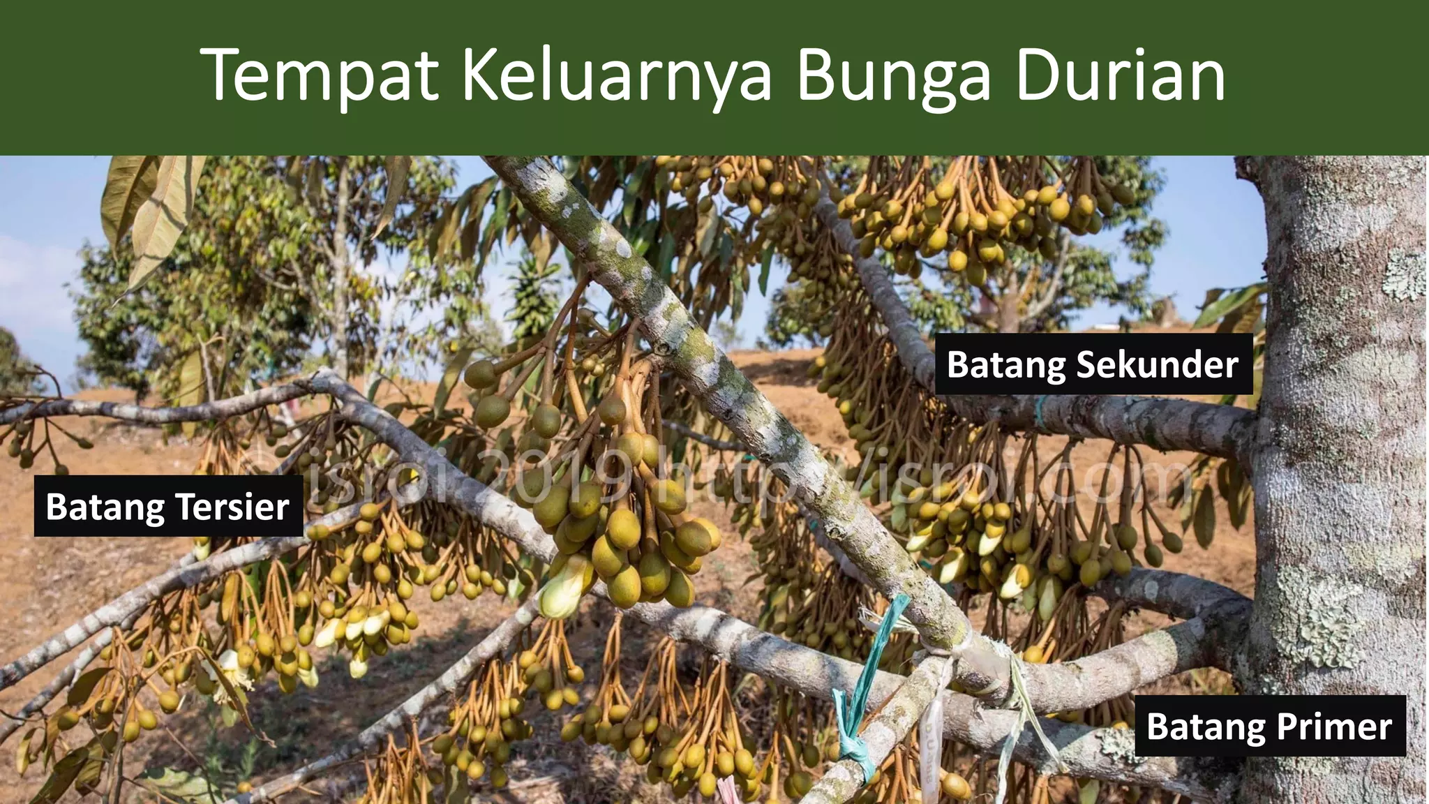 bunga durian 2.pdf