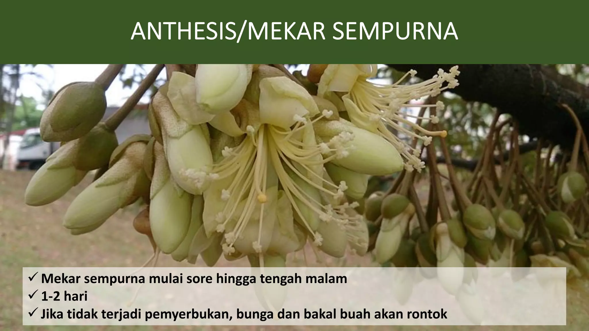 bunga durian 2.pdf