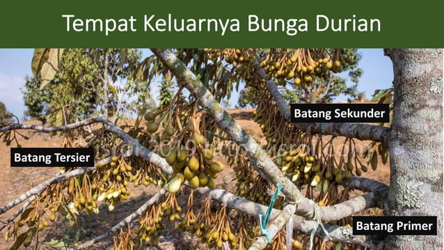 bunga durian 2.pdf