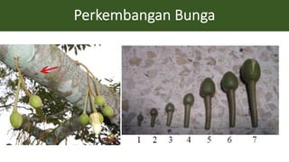 bunga durian 2.pdf