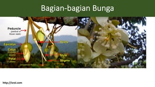 bunga durian 2.pdf