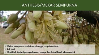 bunga durian 2.pdf