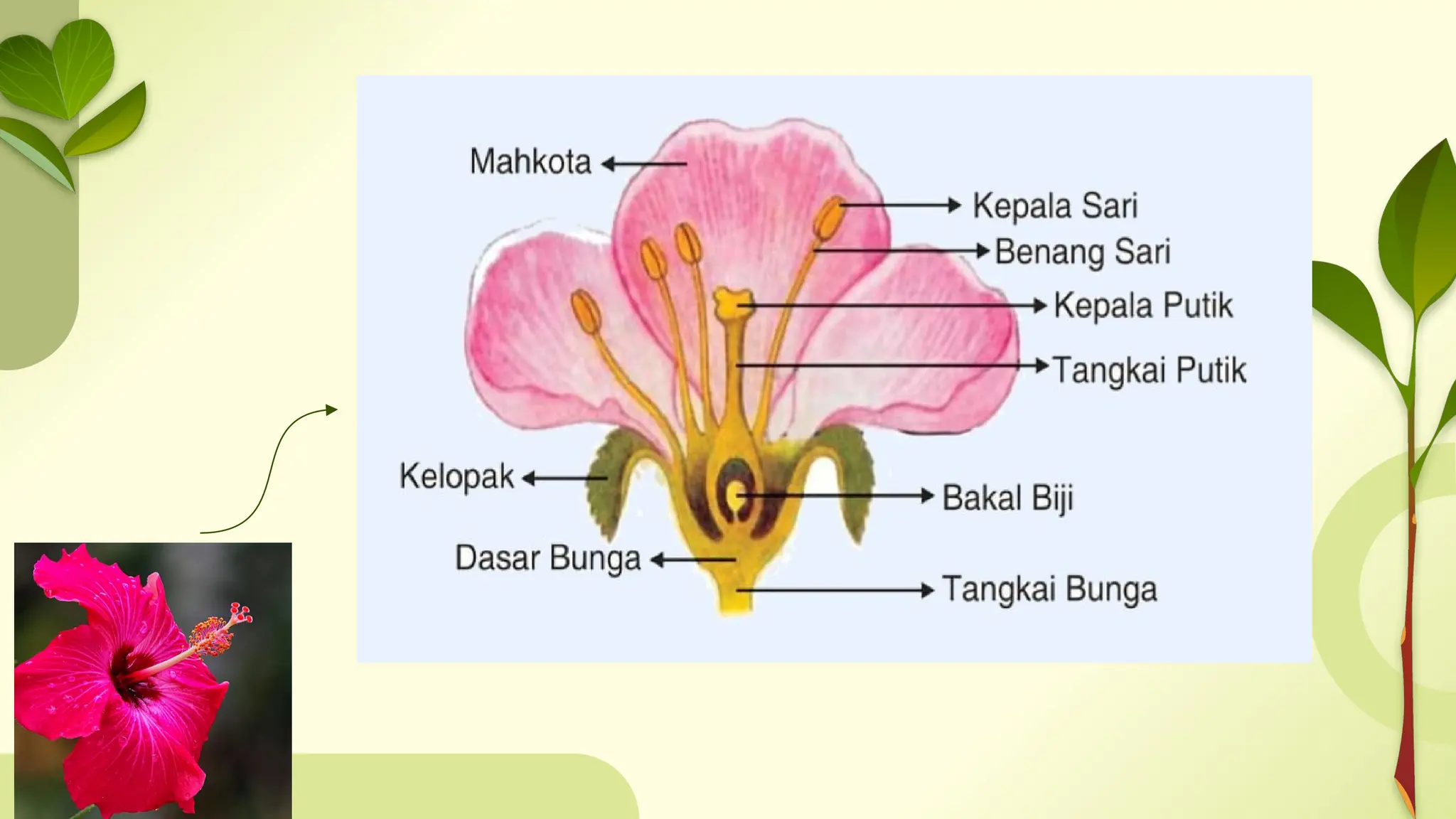 ANATOMI BUNGA, CIRI DAN STRUKTUR SERTA BAGIAN BUNGA | PPTX