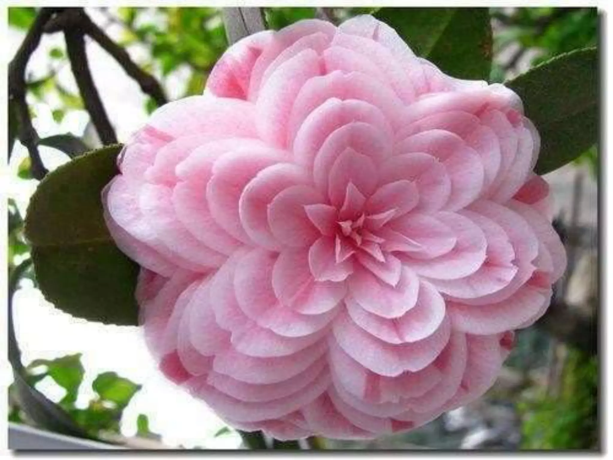 Bunga langka dunia | PDF