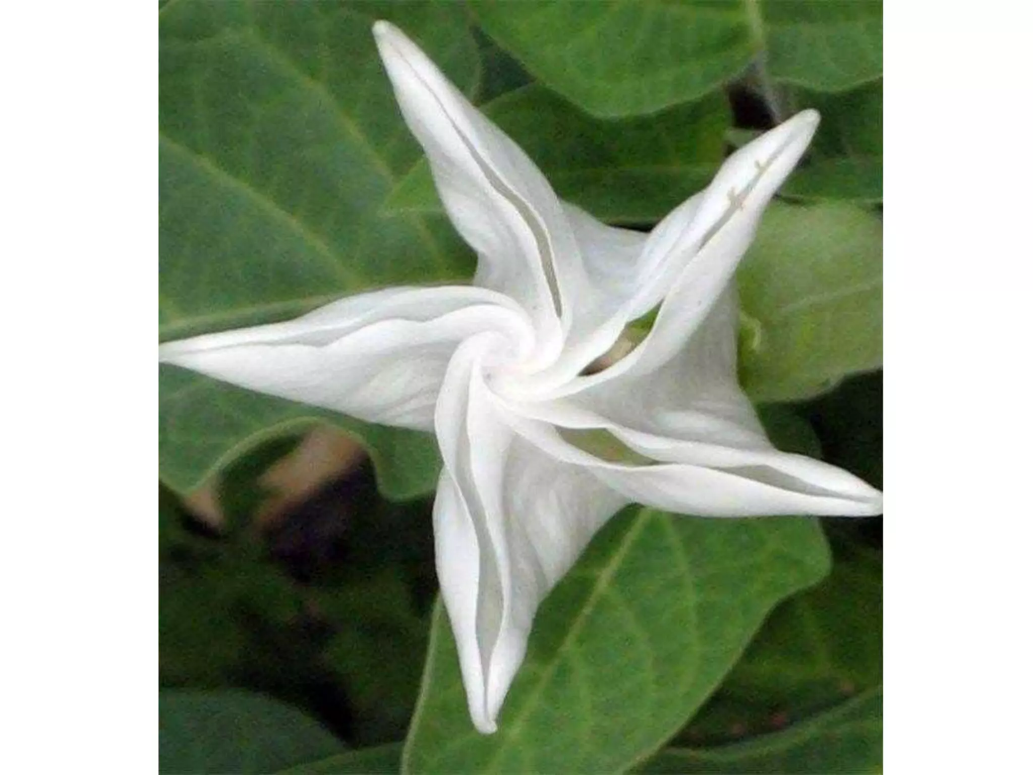 Bunga langka dunia | PDF