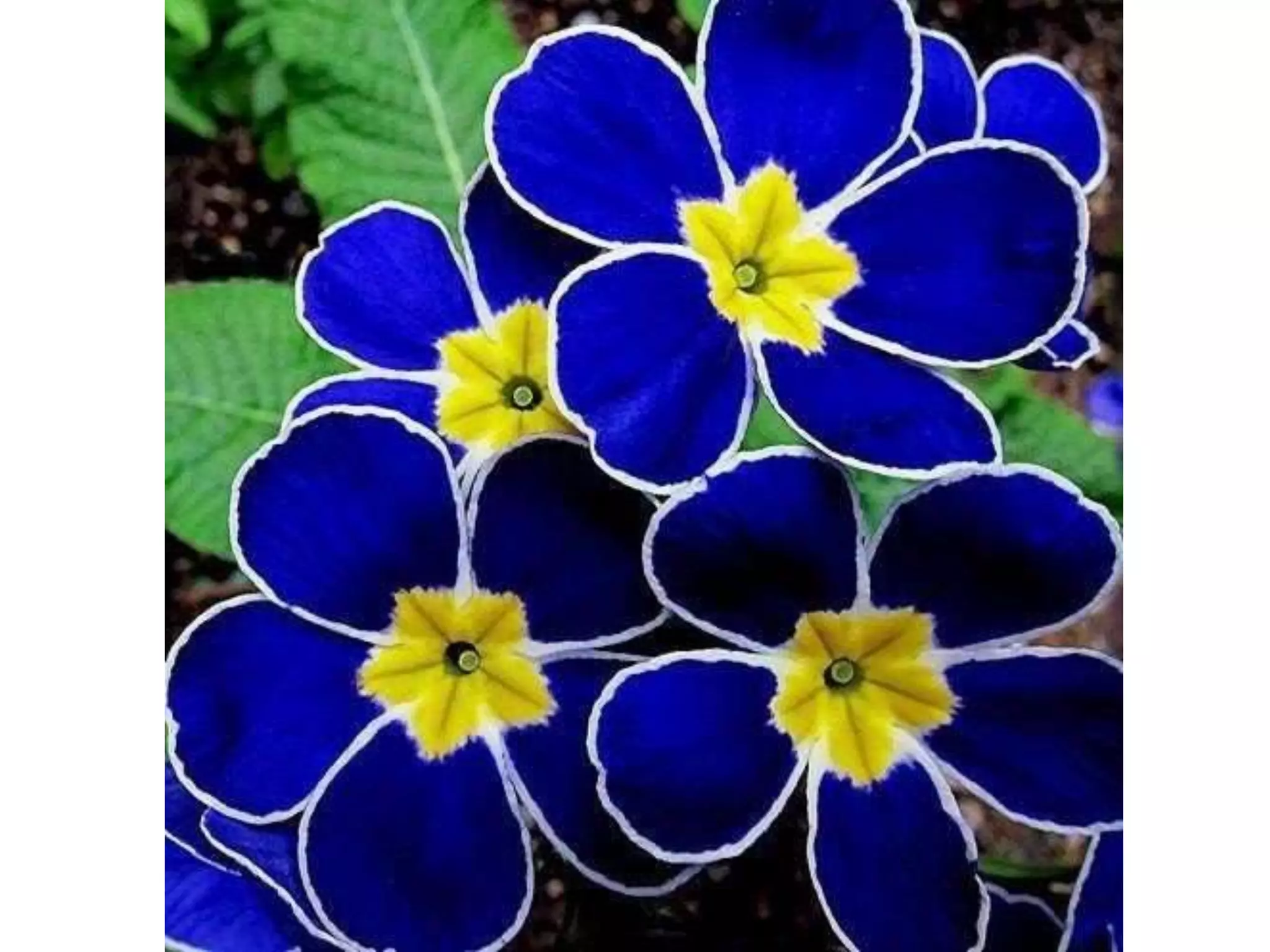 Bunga langka dunia | PDF