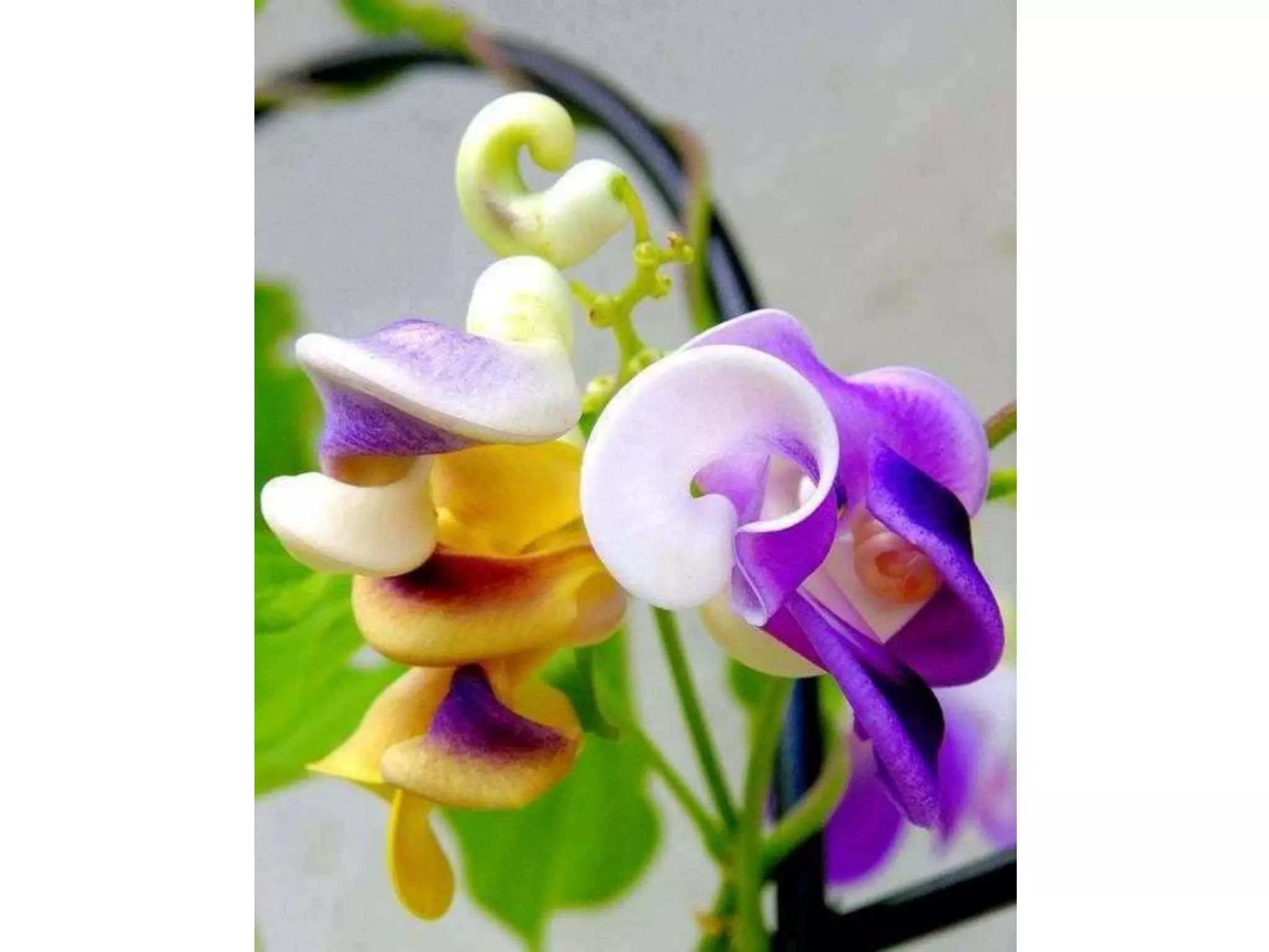 Bunga langka dunia | PDF