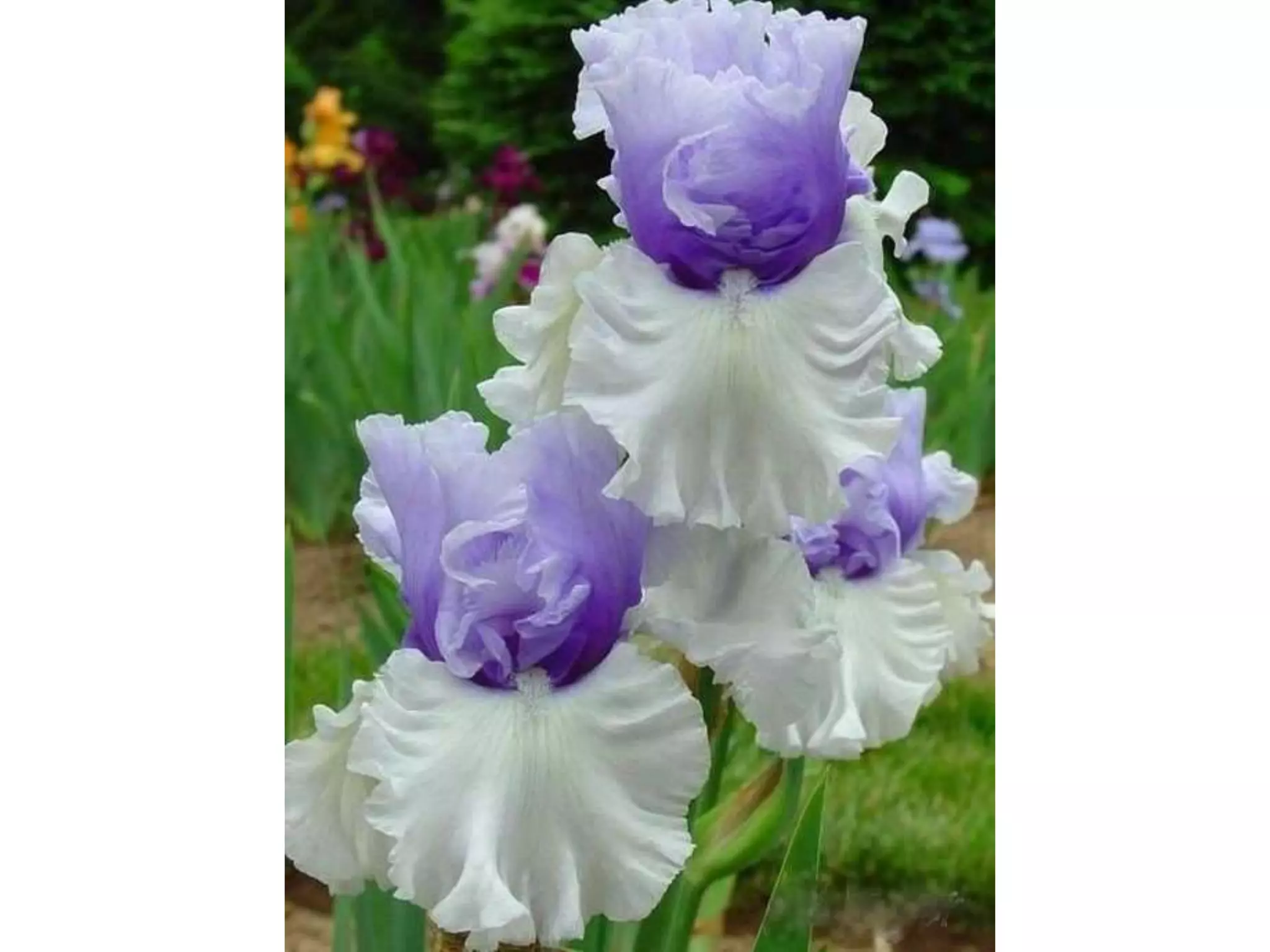 Bunga langka dunia | PDF