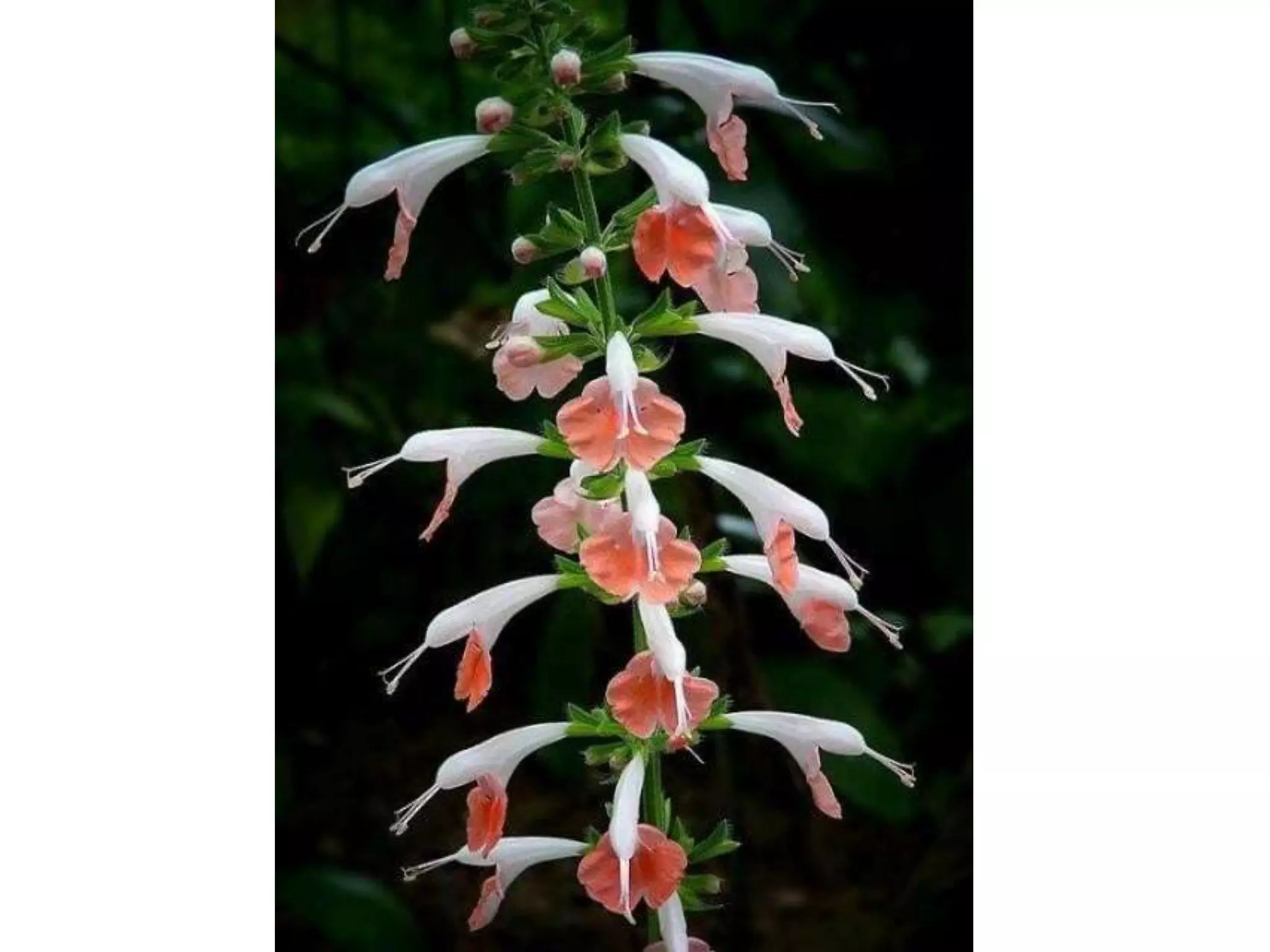 Bunga langka dunia | PDF