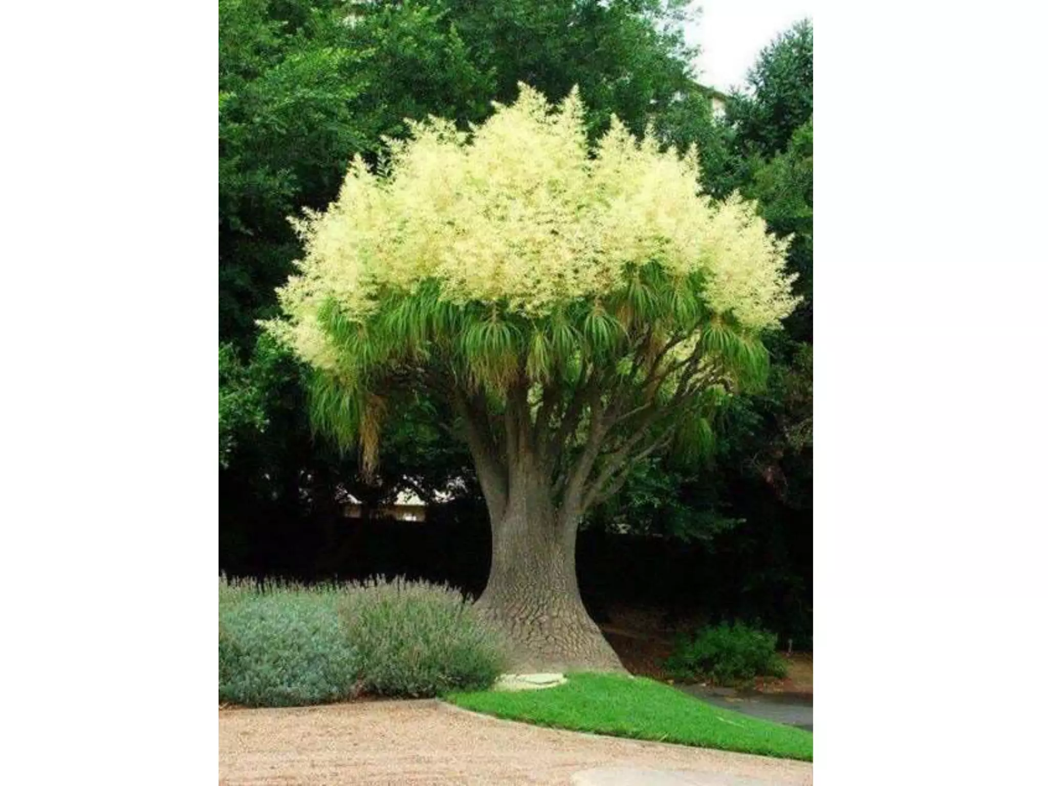 Bunga langka dunia | PDF