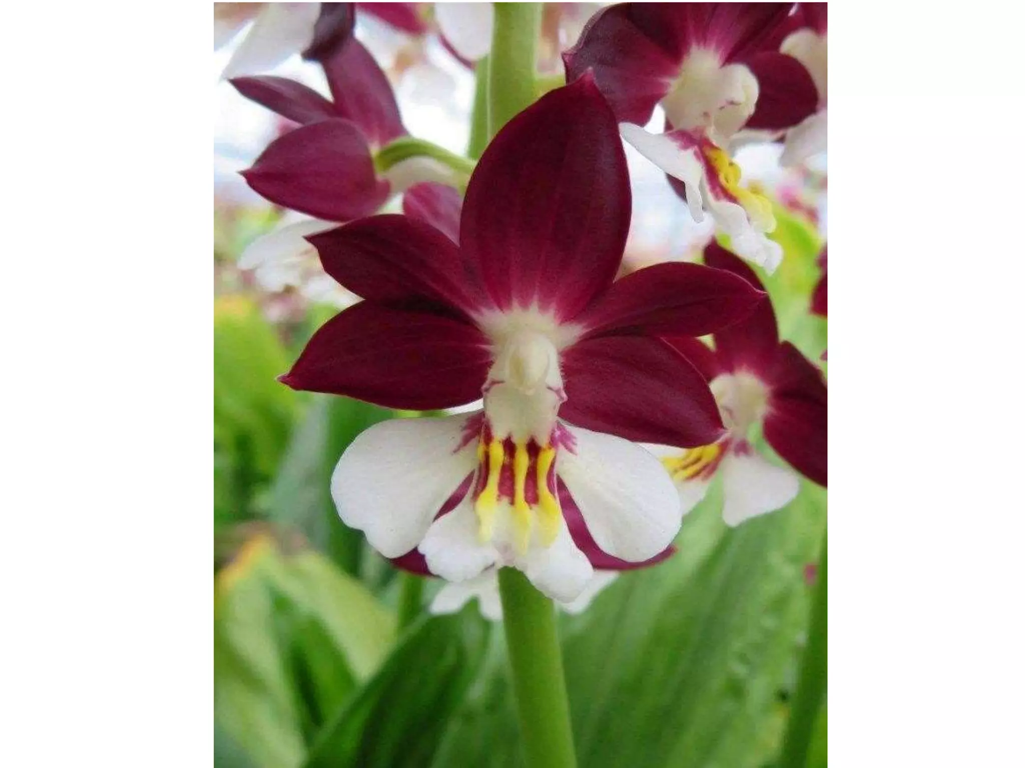 Bunga langka dunia | PDF