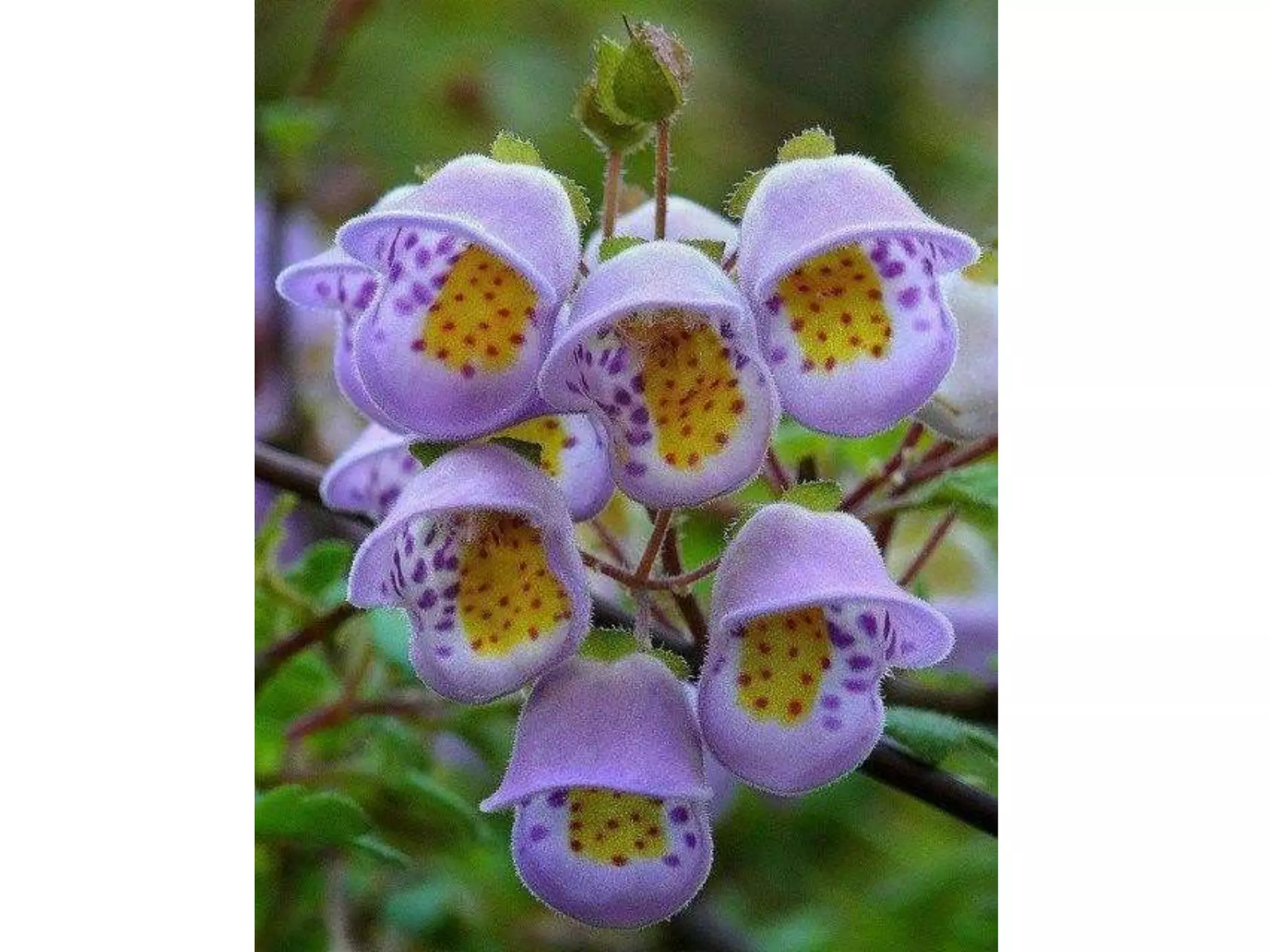 Bunga langka dunia | PPT