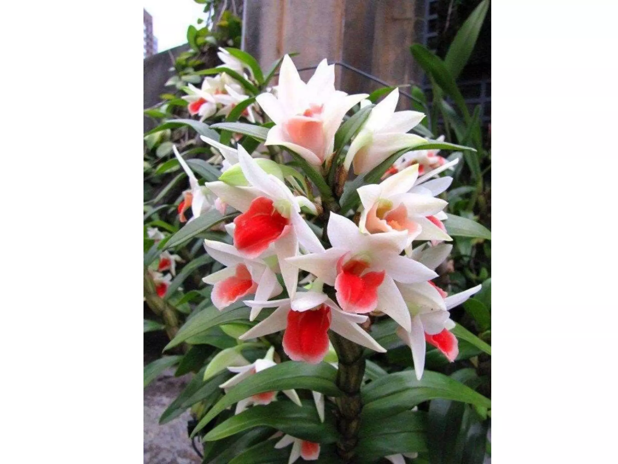 Bunga langka dunia | PDF