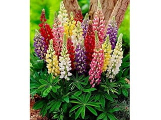 Bunga langka dunia | PPT