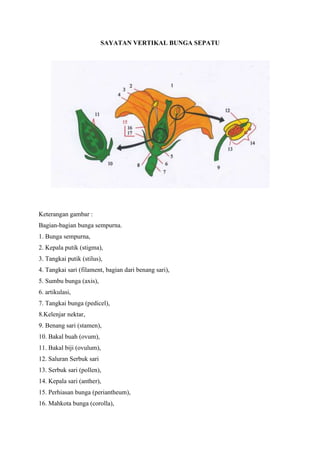 Bungan kembang sepatu | DOCX