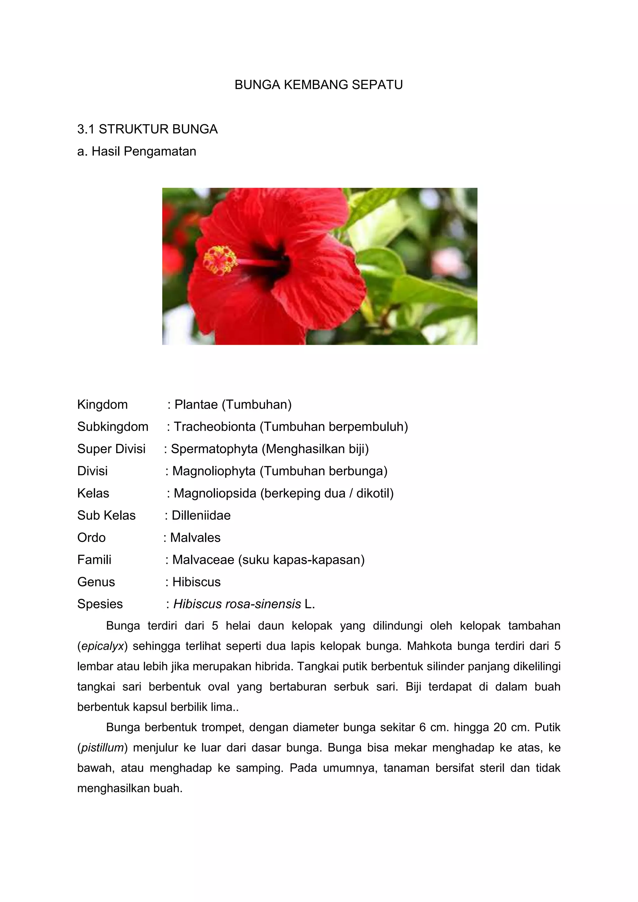 Bungan kembang sepatu | DOCX