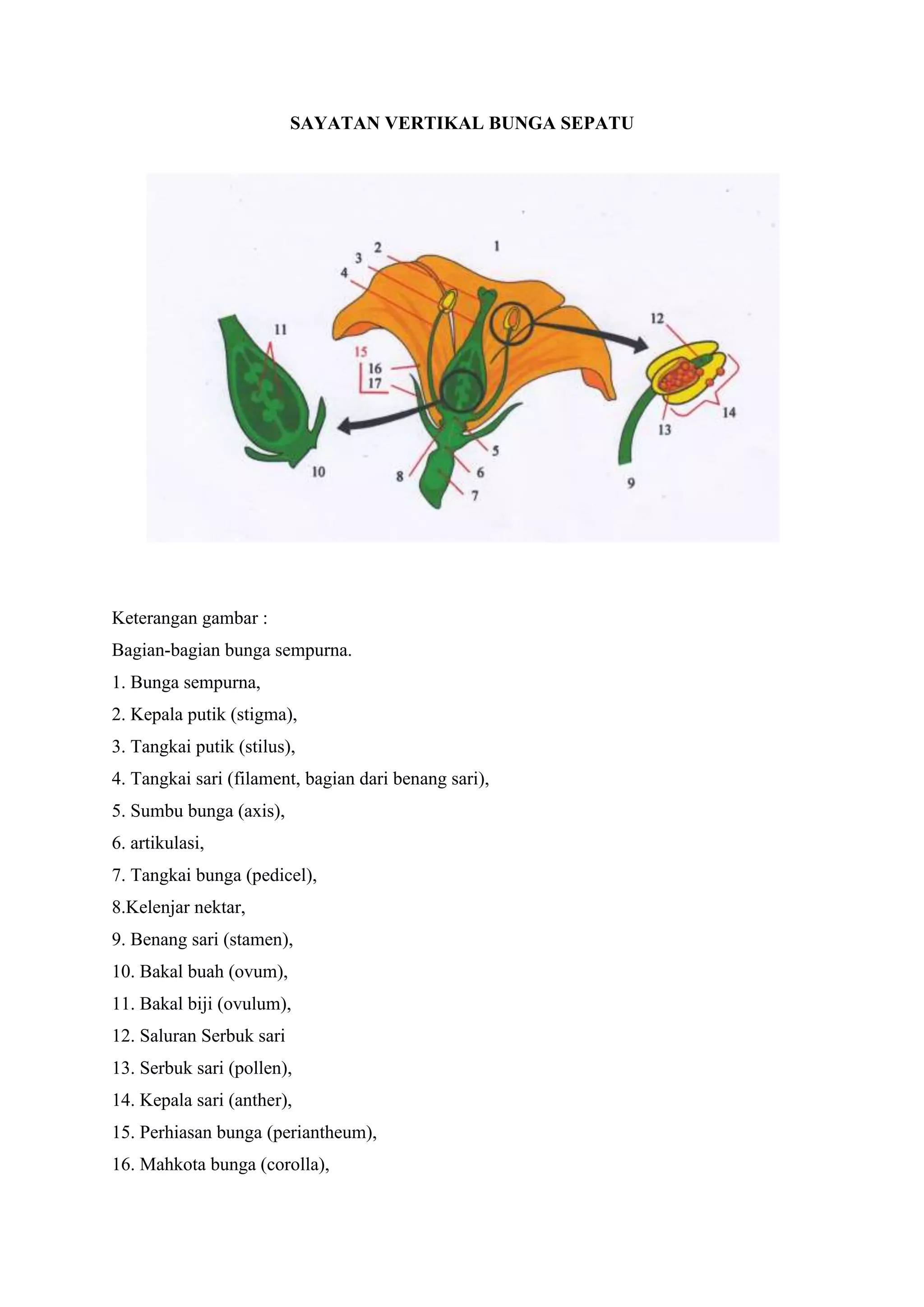 Bungan kembang sepatu | DOCX