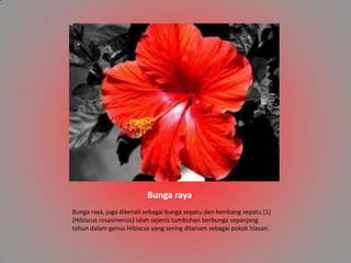 Bunga raya | PPTX