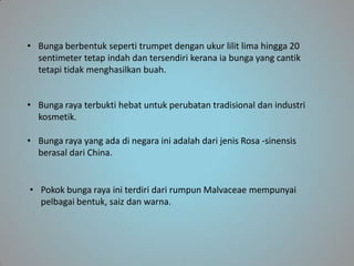 Bunga raya | PPTX