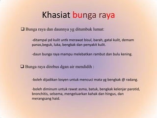 Bunga raya | PPTX
