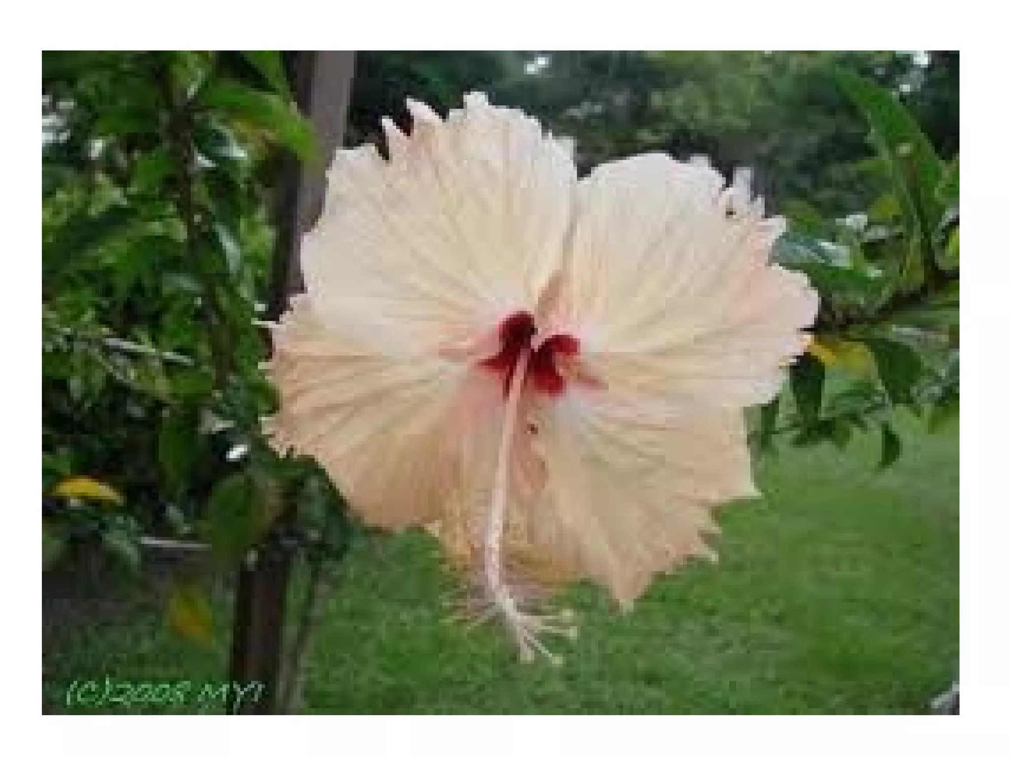 Bunga raya | PPT