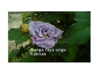 Bunga raya | PPT