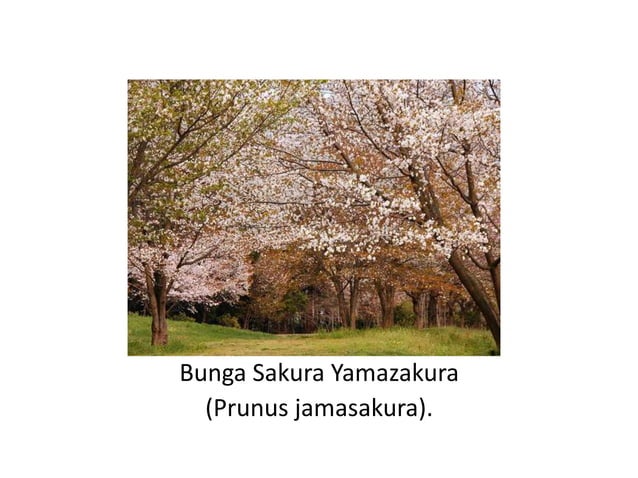 Bunga sakura | PPT