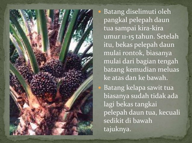 Bunga sawit | PPT