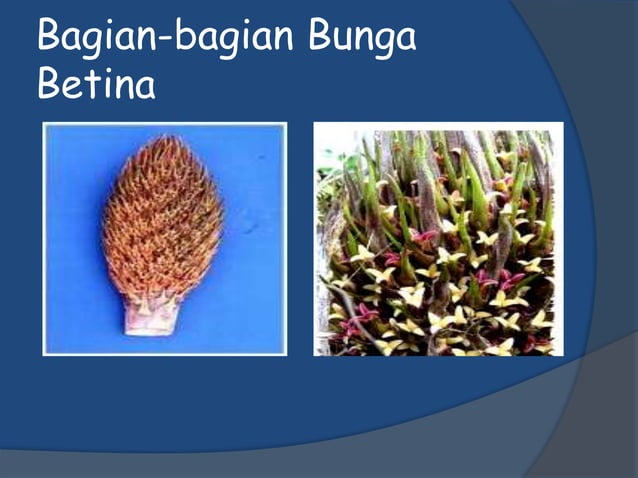 Bunga sawit | PPT