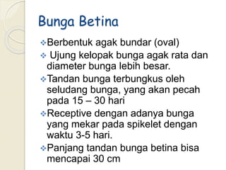 Bunga sawit | PPTX