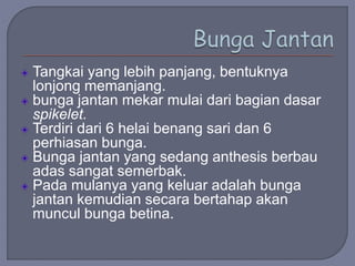 Bunga sawit | PPTX